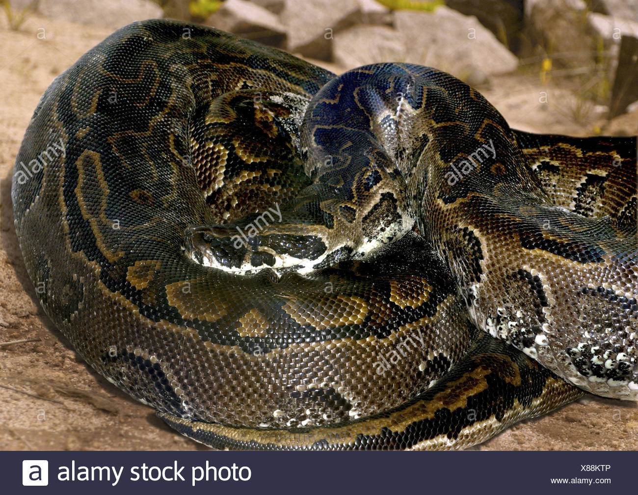 Python Sebae Stock Photos & Python Sebae Stock Images - Alamy