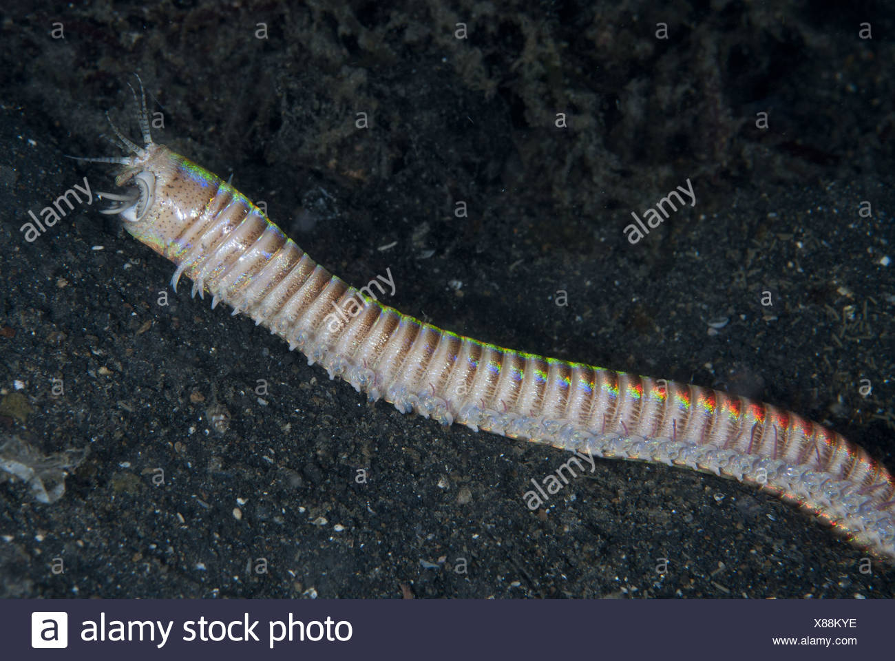 Bobbit Worms Stock Photos & Bobbit Worms Stock Images - Alamy
