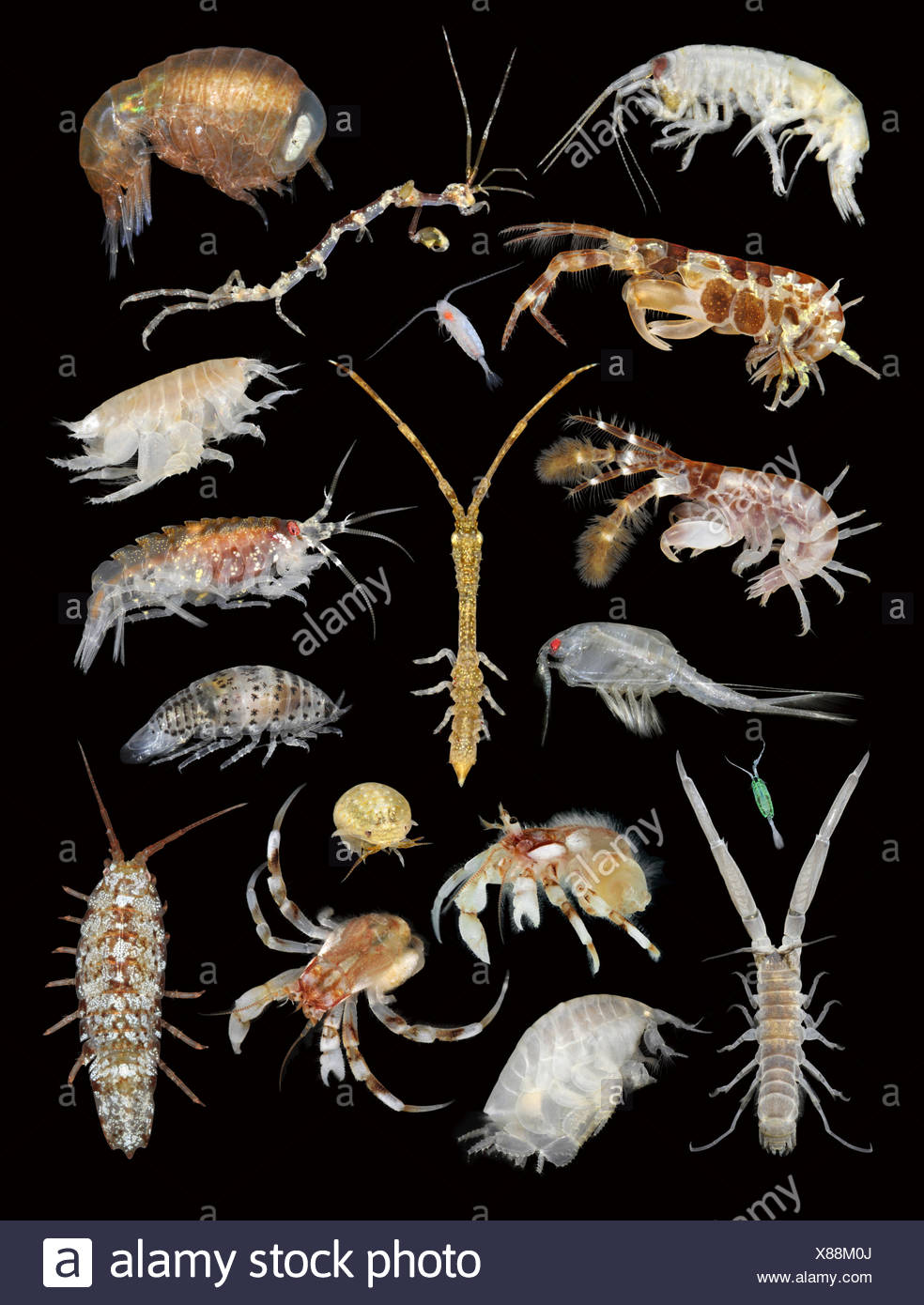 Crustaceans High Resolution Stock Photography and Images - Alamy