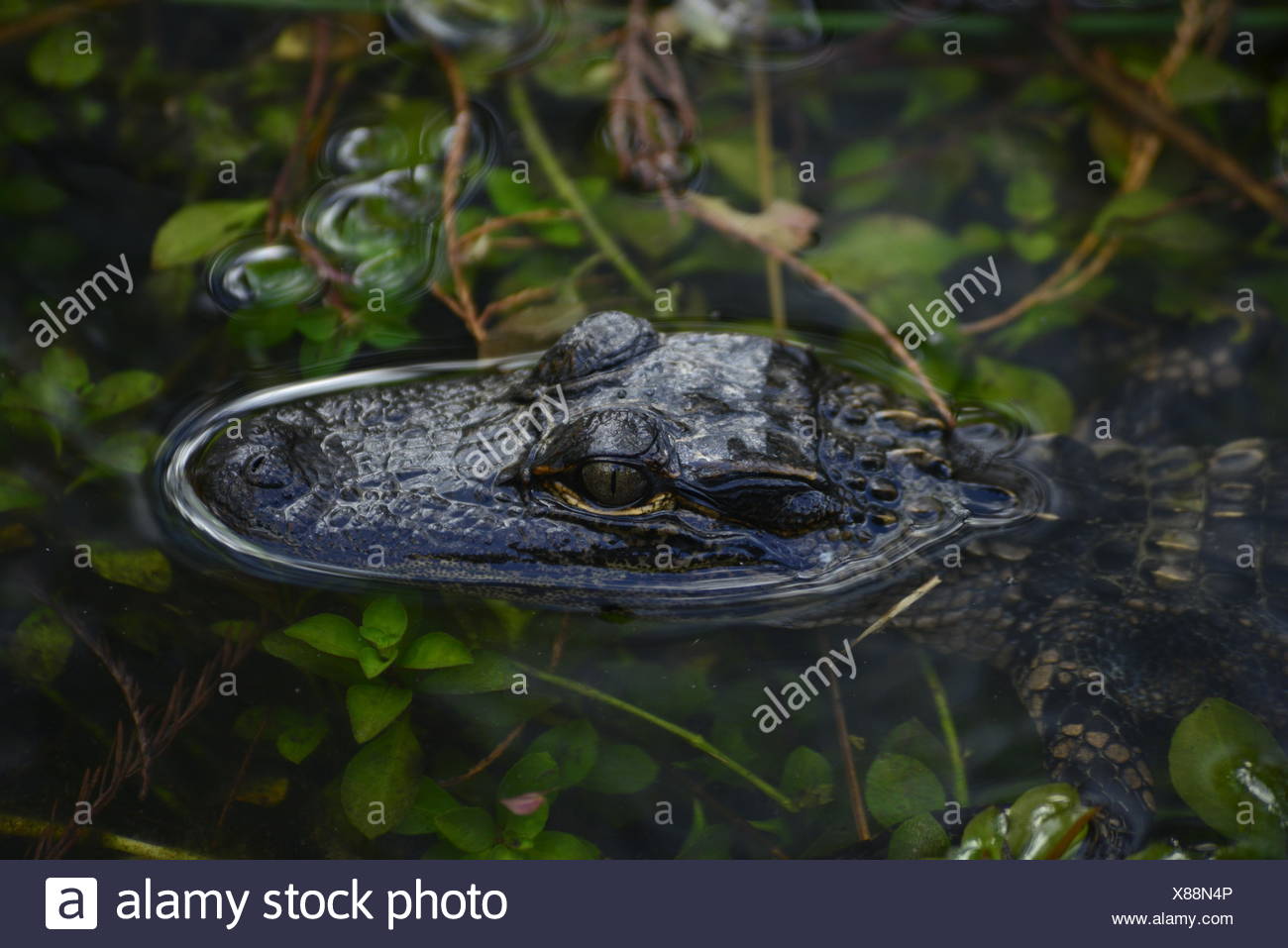Alligator Baby Stock Photos & Alligator Baby Stock Images - Alamy