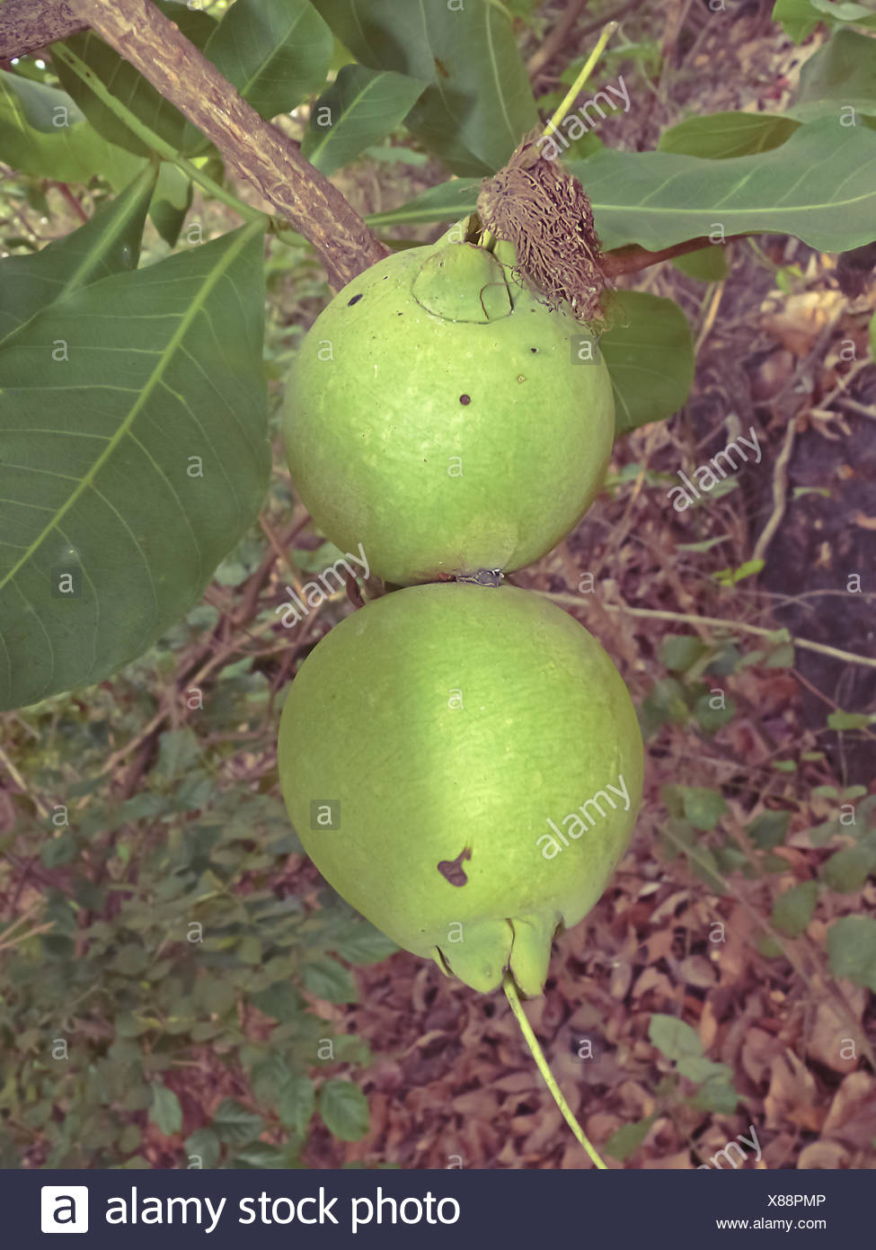 Fruits Of Careya Arborea Roxb High Resolution Stock Photography and ...