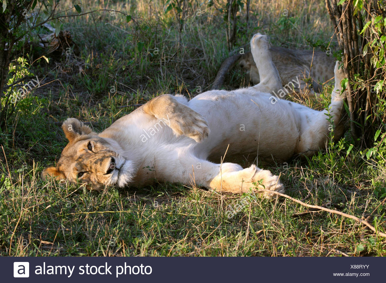 Lolling High Resolution Stock Photography and Images - Alamy