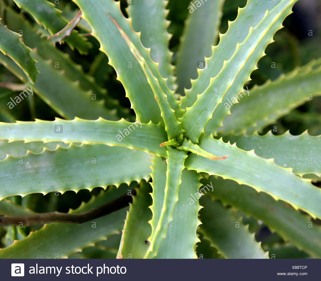Aloe Texture Stock Photos & Aloe Texture Stock Images - Alamy