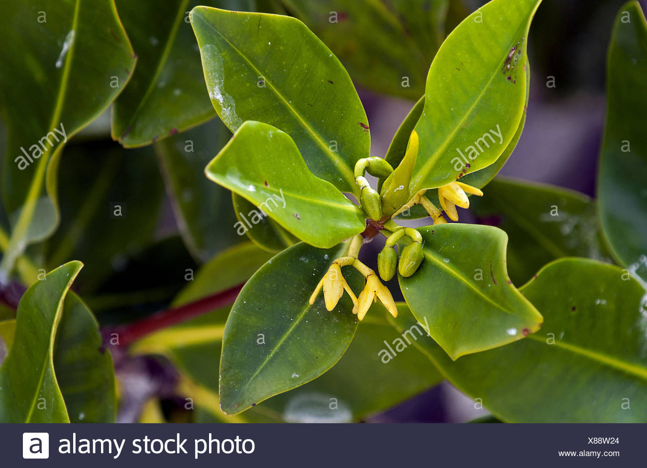 American Mangroves Rhizophora Mangle High Resolution Stock Photography ...