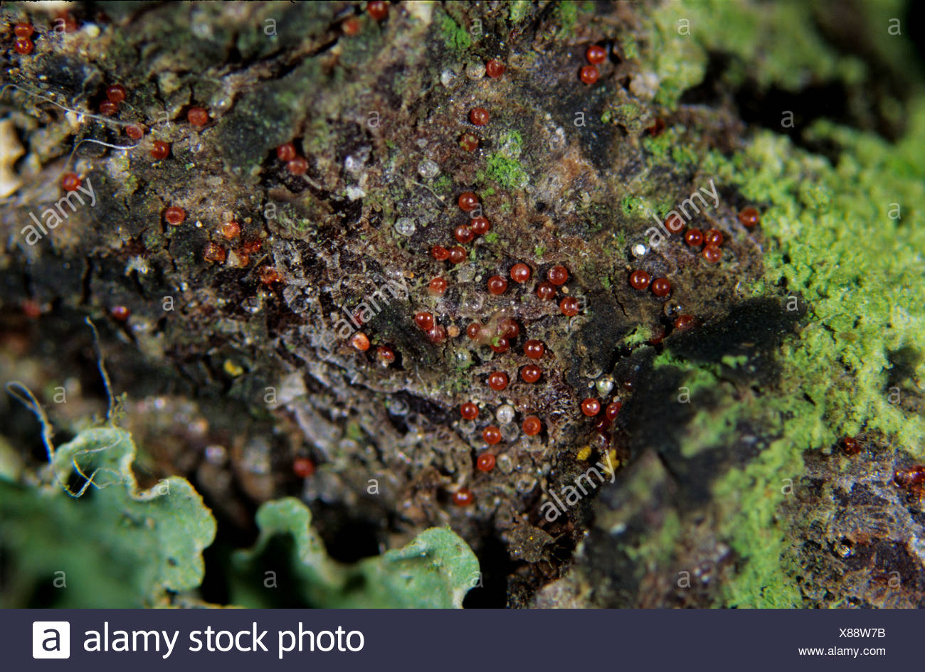 Fruit Spider Mite High Resolution Stock Photography and Images - Alamy