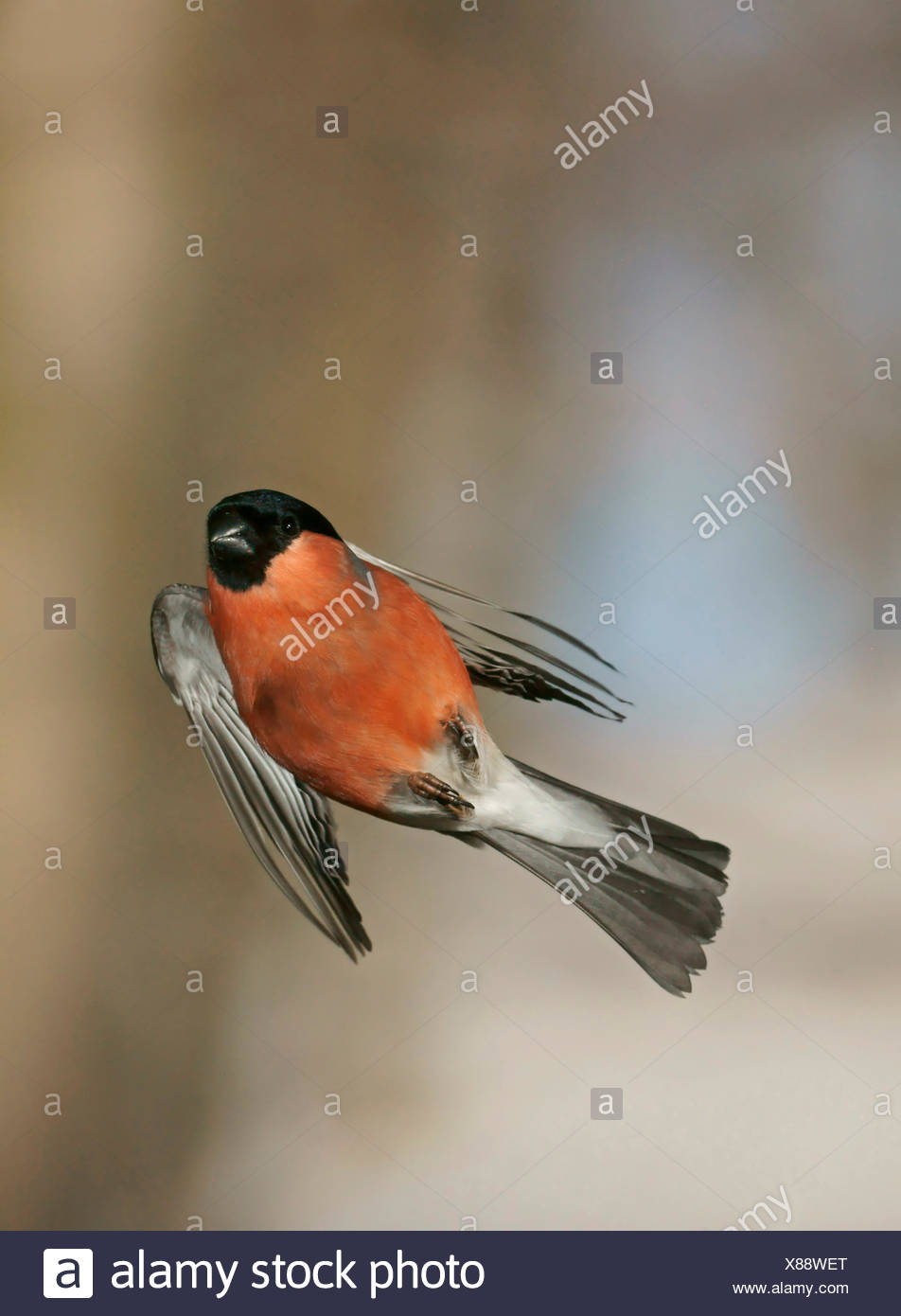 Bullfinch Female Stock Photos & Bullfinch Female Stock Images - Alamy