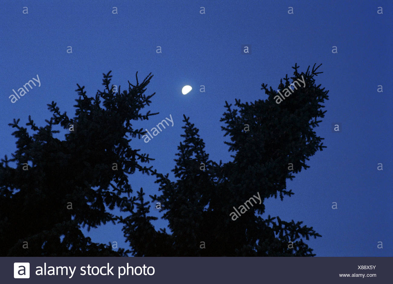 Moonlight Through Trees High Resolution Stock Photography and Images ...