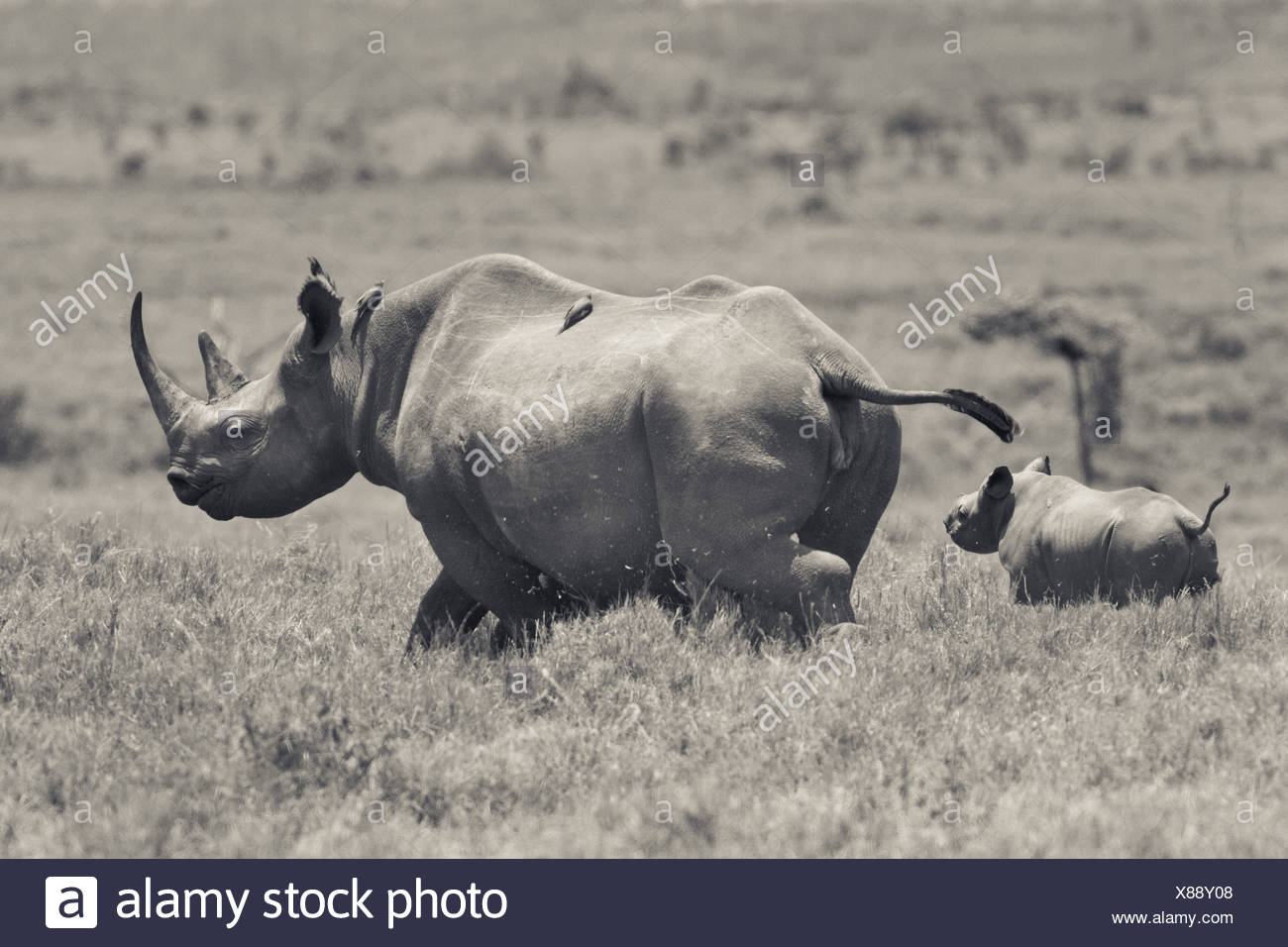 Black Rhinoceros Running Stock Photos & Black Rhinoceros Running Stock ...
