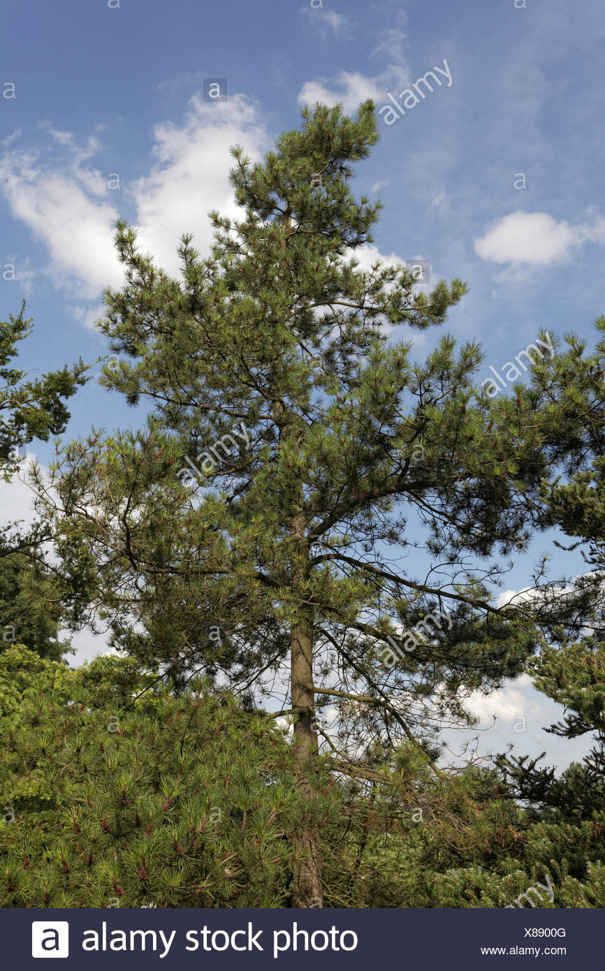 Japanese Red Pine Trees High Resolution Stock Photography and Images ...