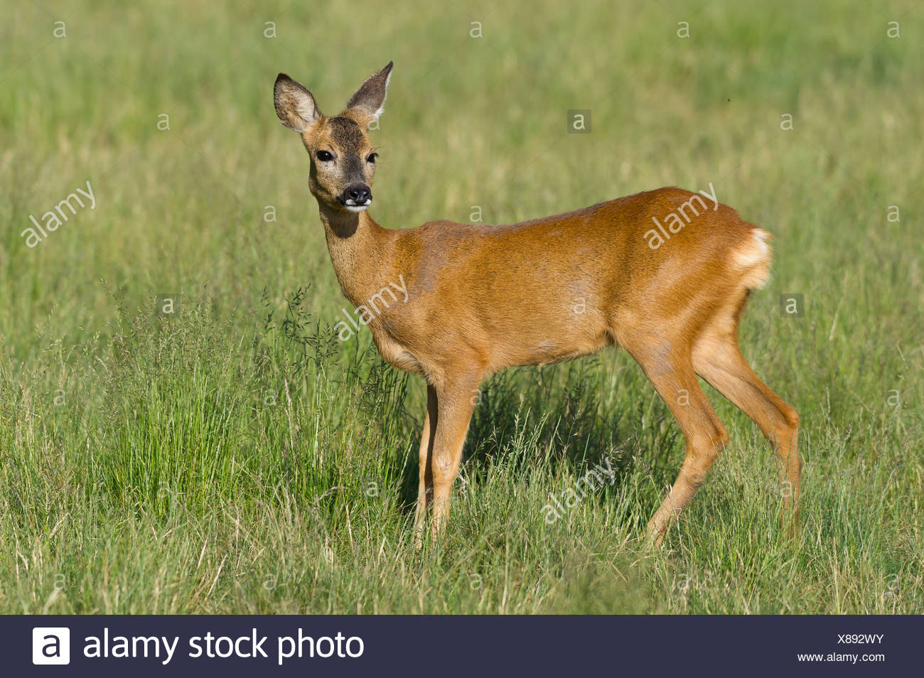 Doe Roe Deer Female High Resolution Stock Photography and Images - Alamy