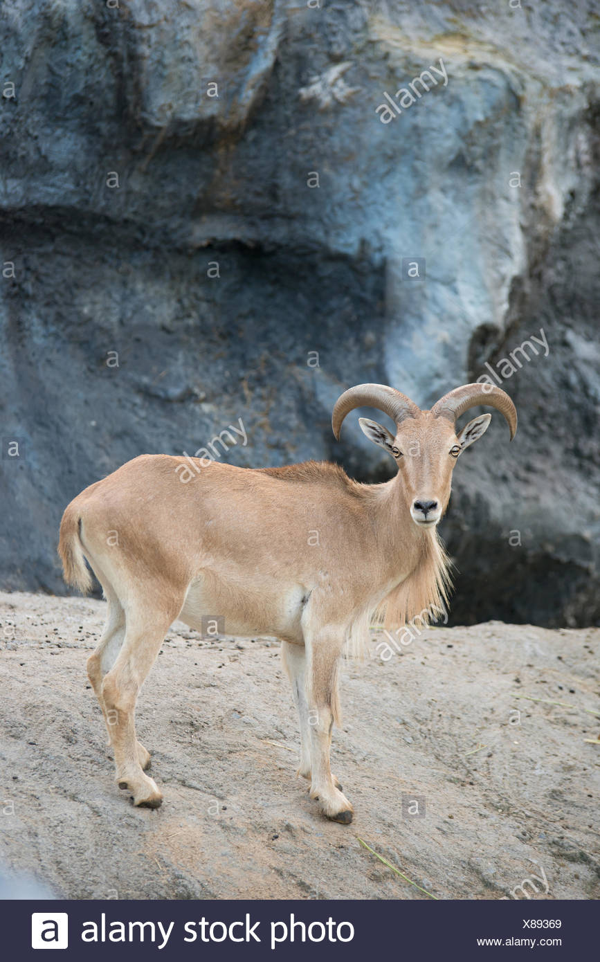 Female Barbary Sheep Ammotragus Lervia High Resolution Stock ...