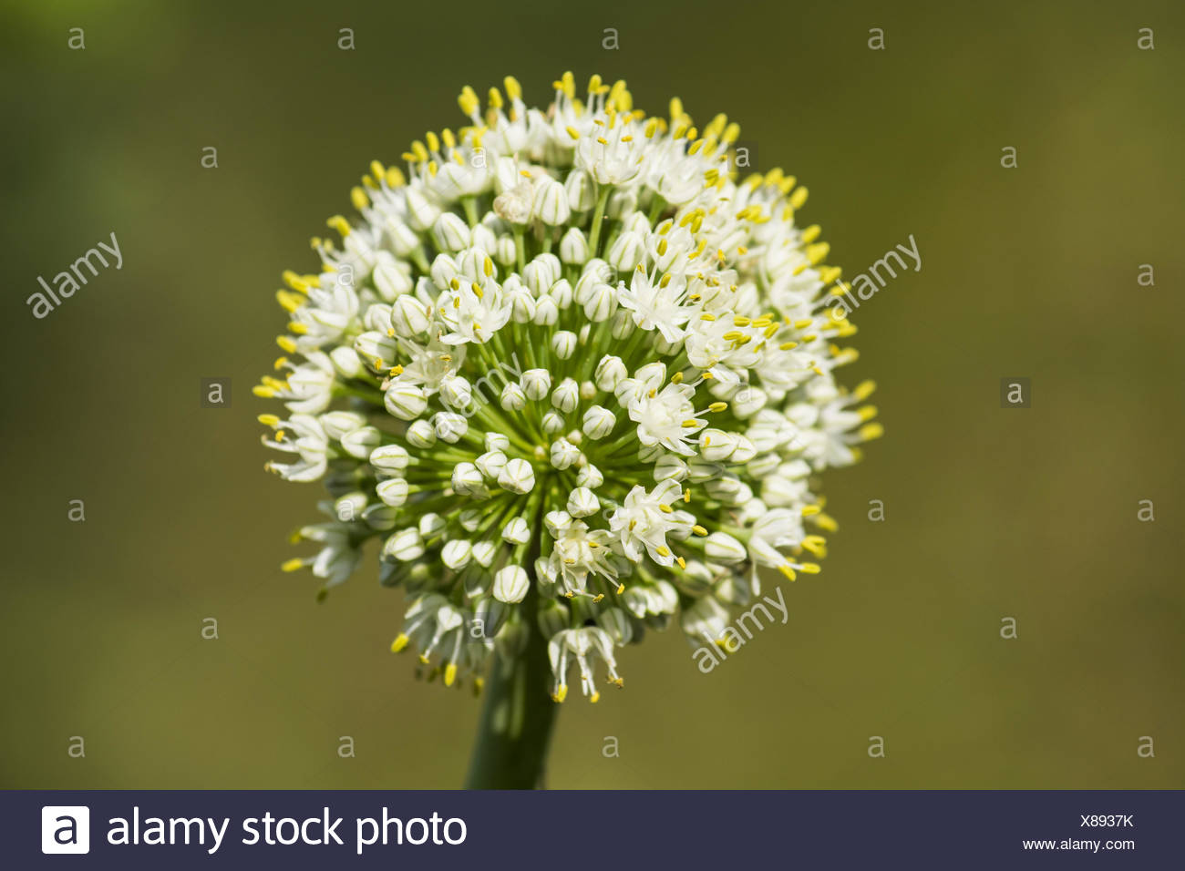 Allium Cepa Flower Stock Photos & Allium Cepa Flower Stock Images - Alamy