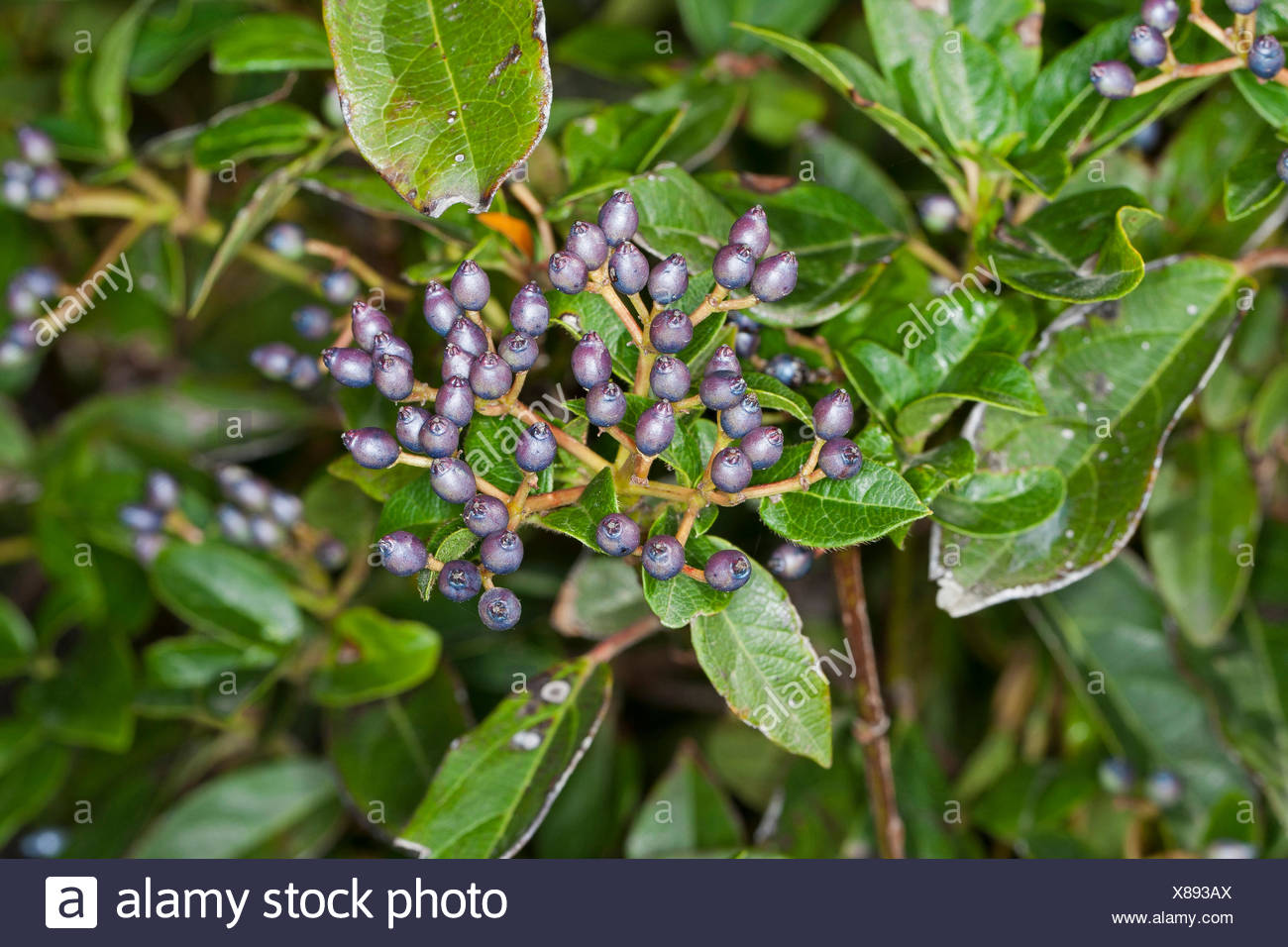 Laurustinus Viburnum Tinus High Resolution Stock Photography and Images ...