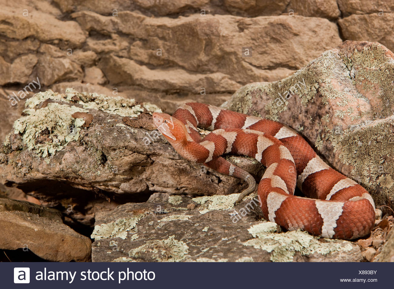 Copperhead Snake Stock Photos & Copperhead Snake Stock Images - Alamy