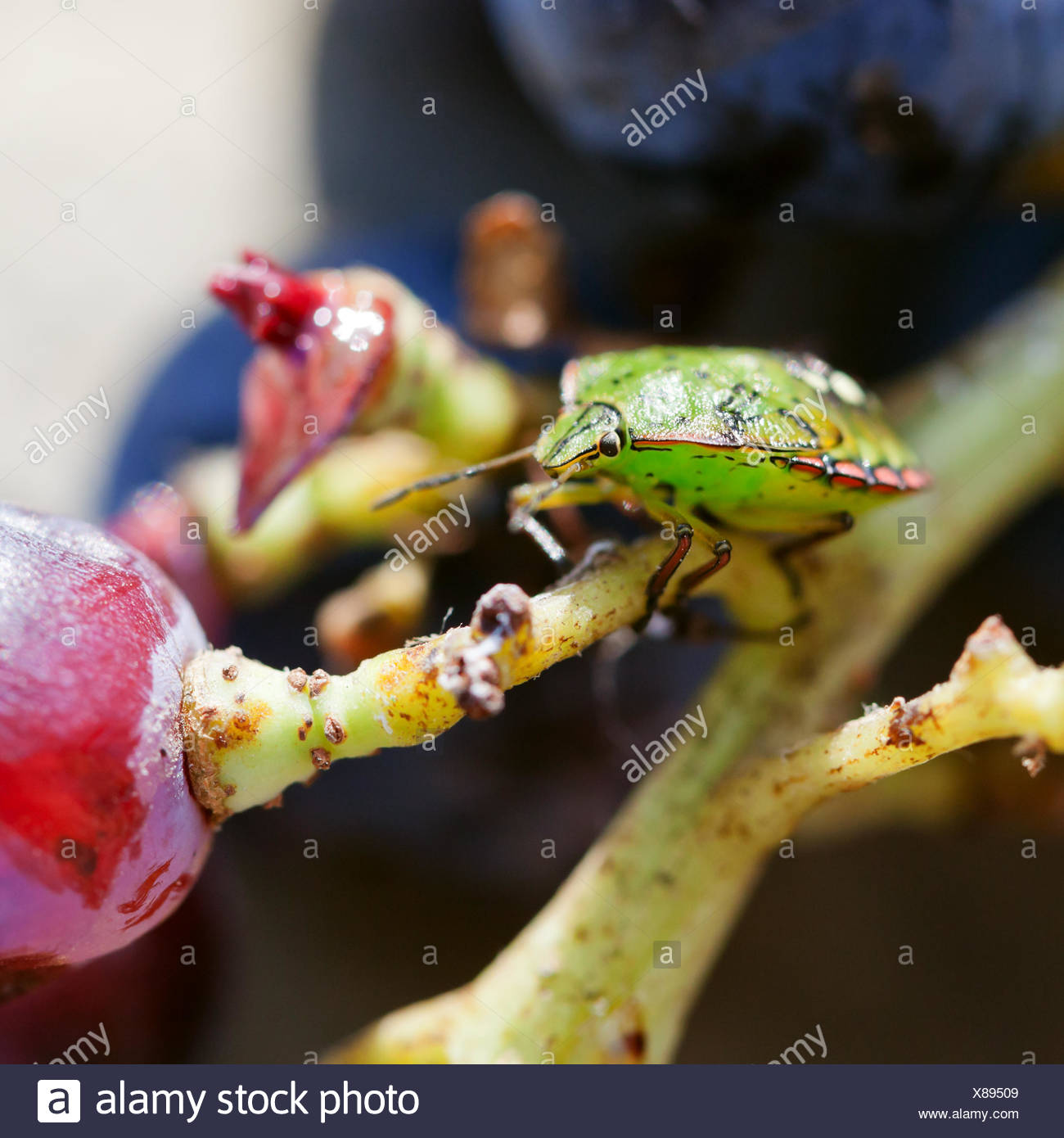 Bug Grapes High Resolution Stock Photography and Images - Alamy