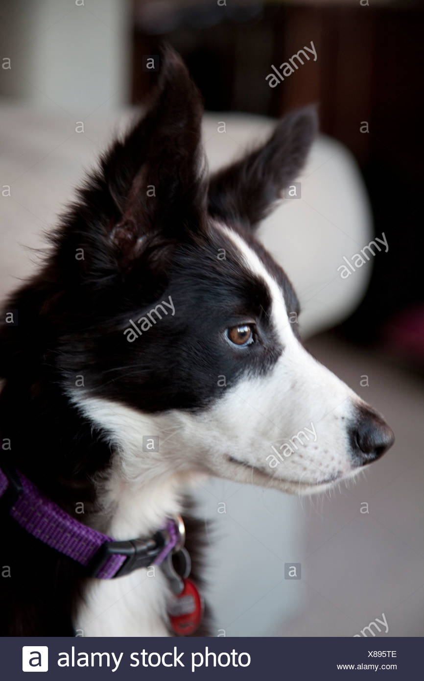 Border Collie Side View High Resolution Stock Photography and Images ...