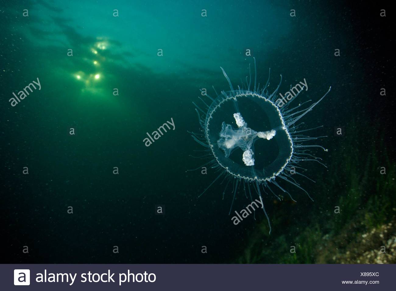 Craspedacusta Stock Photos & Craspedacusta Stock Images - Alamy