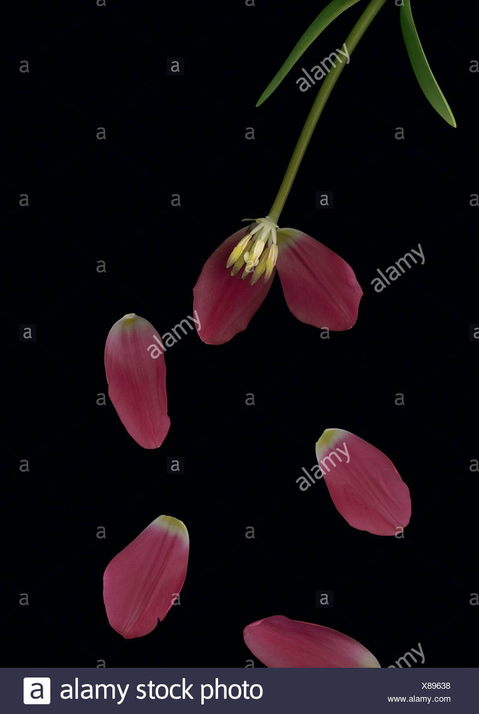 Petals Falling Stock Photos & Petals Falling Stock Images - Alamy