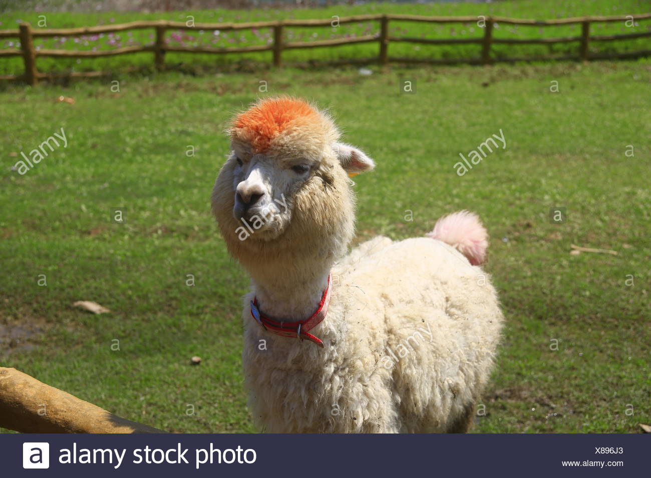 Alpacas And Sheep Stock Photos & Alpacas And Sheep Stock Images - Alamy