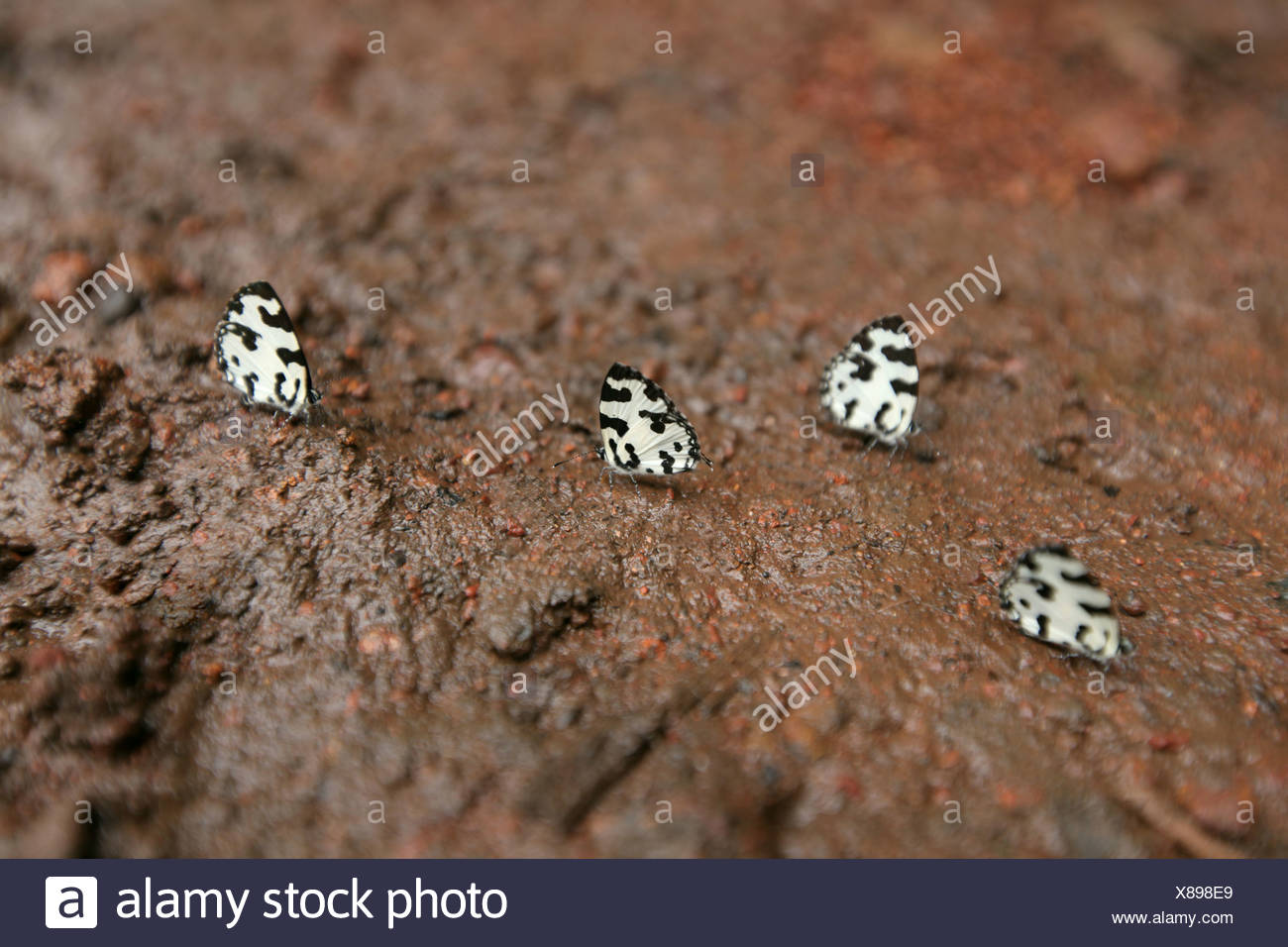 Mud Bugs High Resolution Stock Photography and Images - Alamy