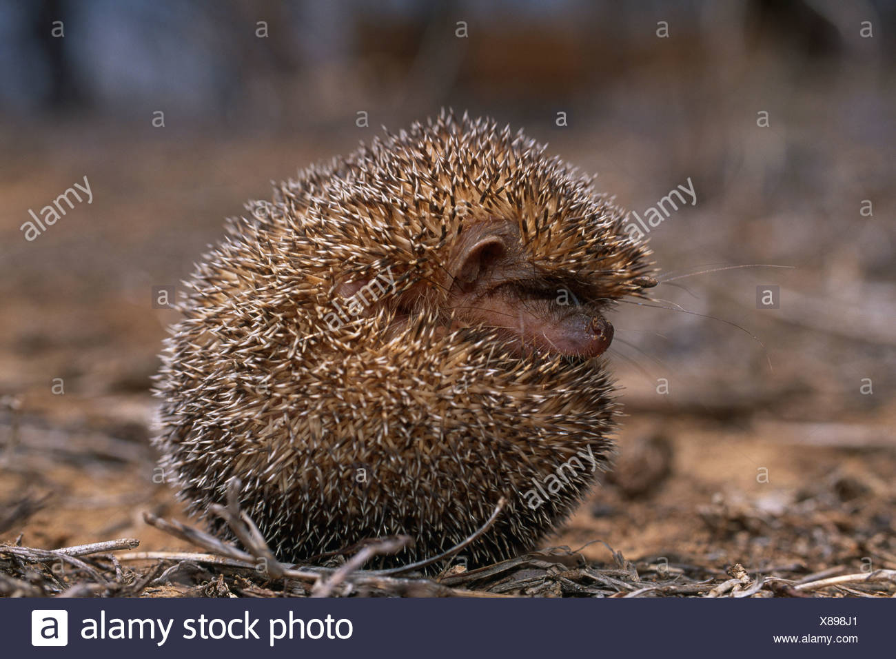 Greater Hedgehog Tenrec Or Large Madagascar Hedgehog Setifer Setosus ...