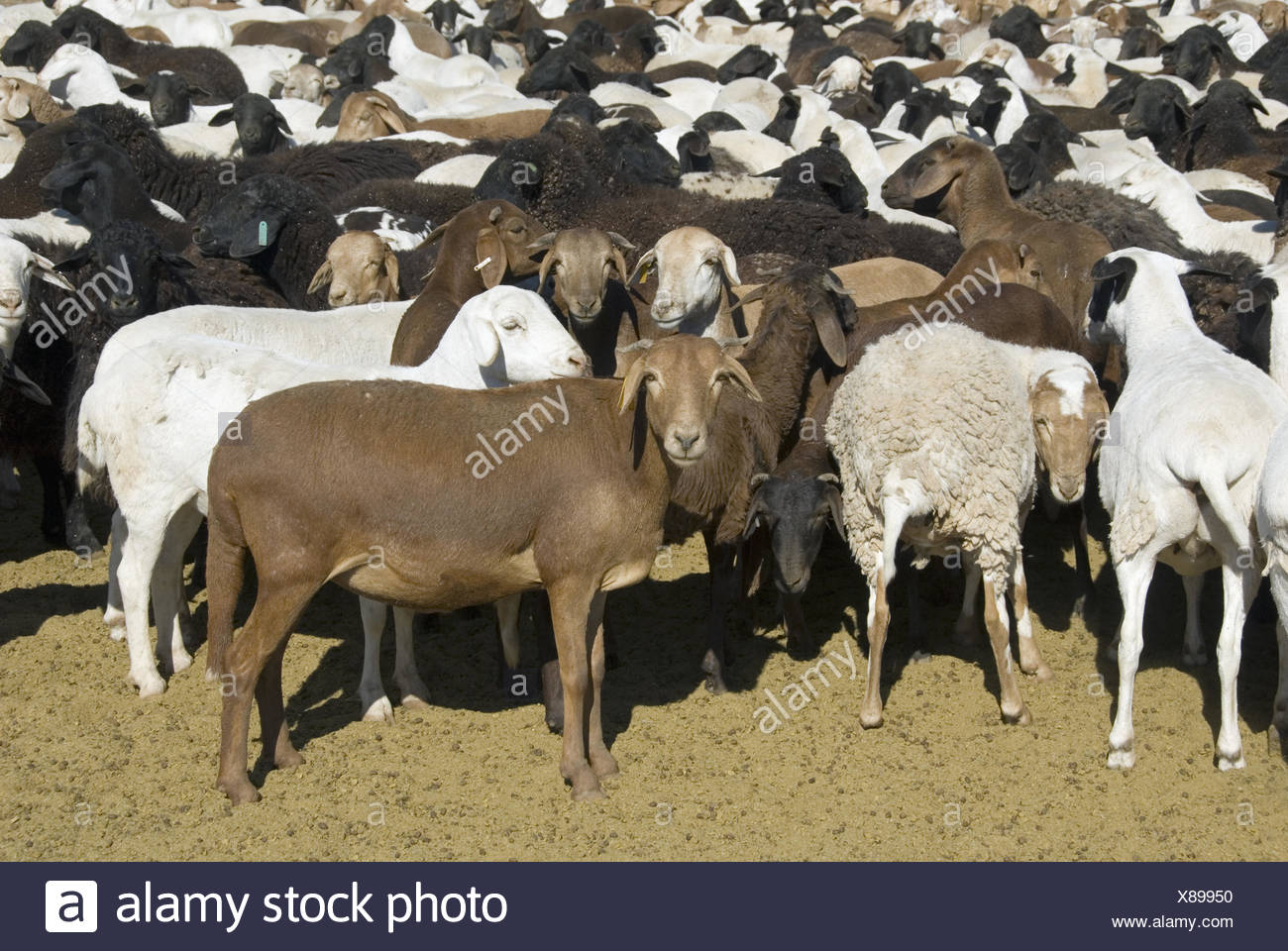 Karakul Sheep Stock Photos & Karakul Sheep Stock Images - Alamy