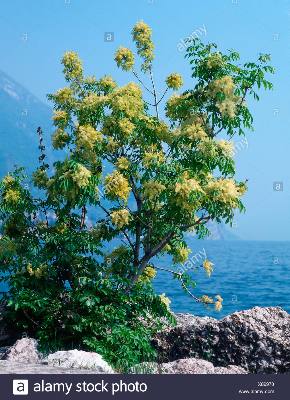Manna Flowering Ash Tree High Resolution Stock Photography and Images ...