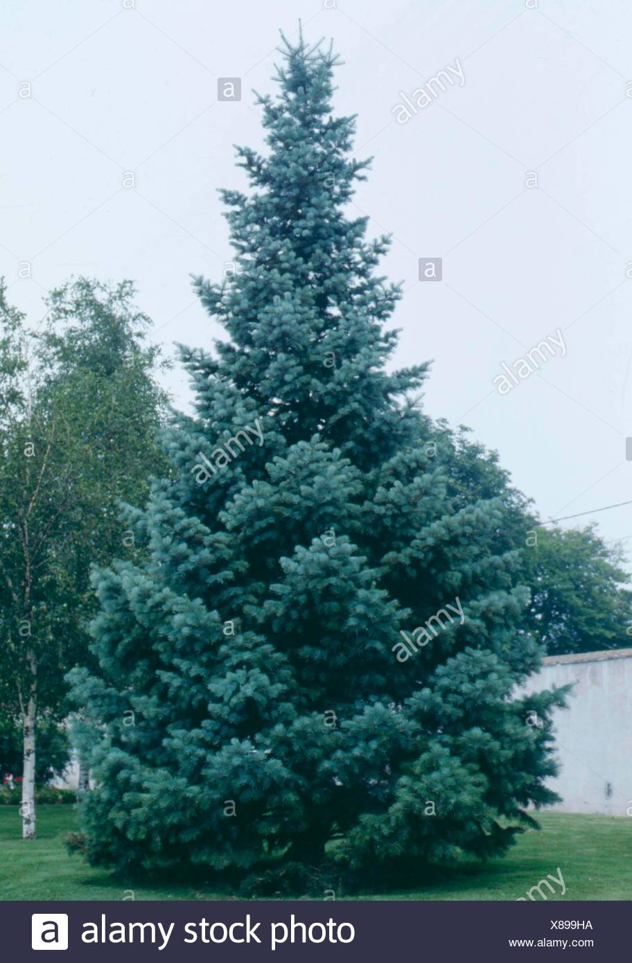 Concolor Fir High Resolution Stock Photography and Images - Alamy