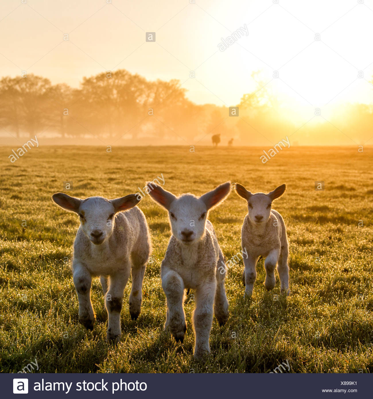 Lambs Stock Photos & Lambs Stock Images - Alamy