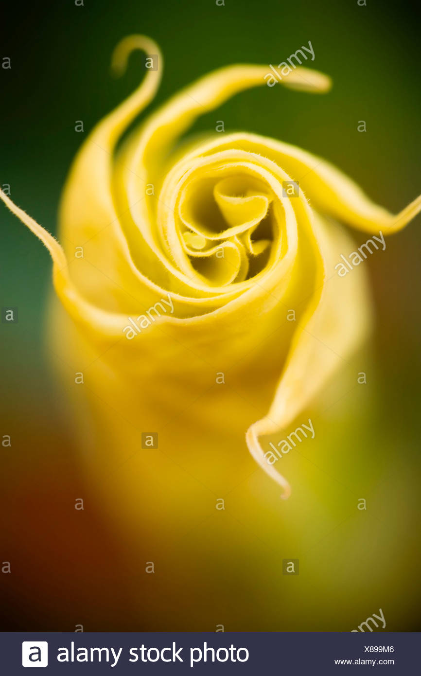 Curled Up Flower Stock Photos & Curled Up Flower Stock Images - Alamy