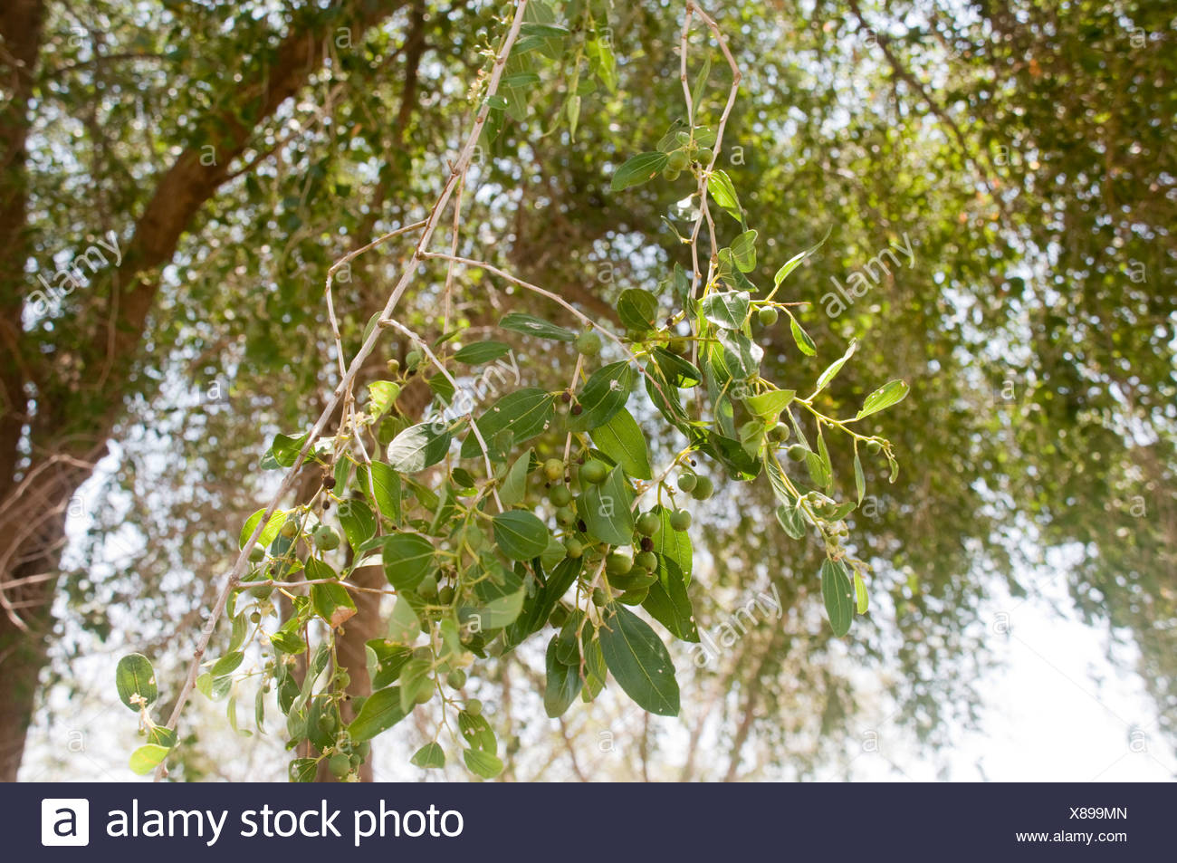Jerusalem Thorn Tree High Resolution Stock Photography and Images - Alamy