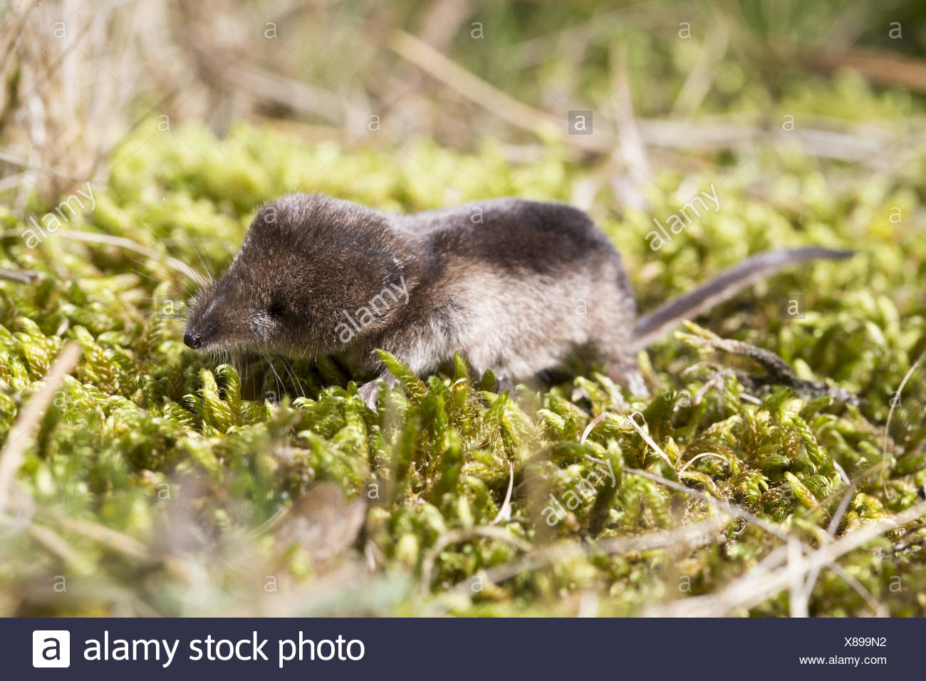 Pygmy Shrew High Resolution Stock Photography and Images - Alamy