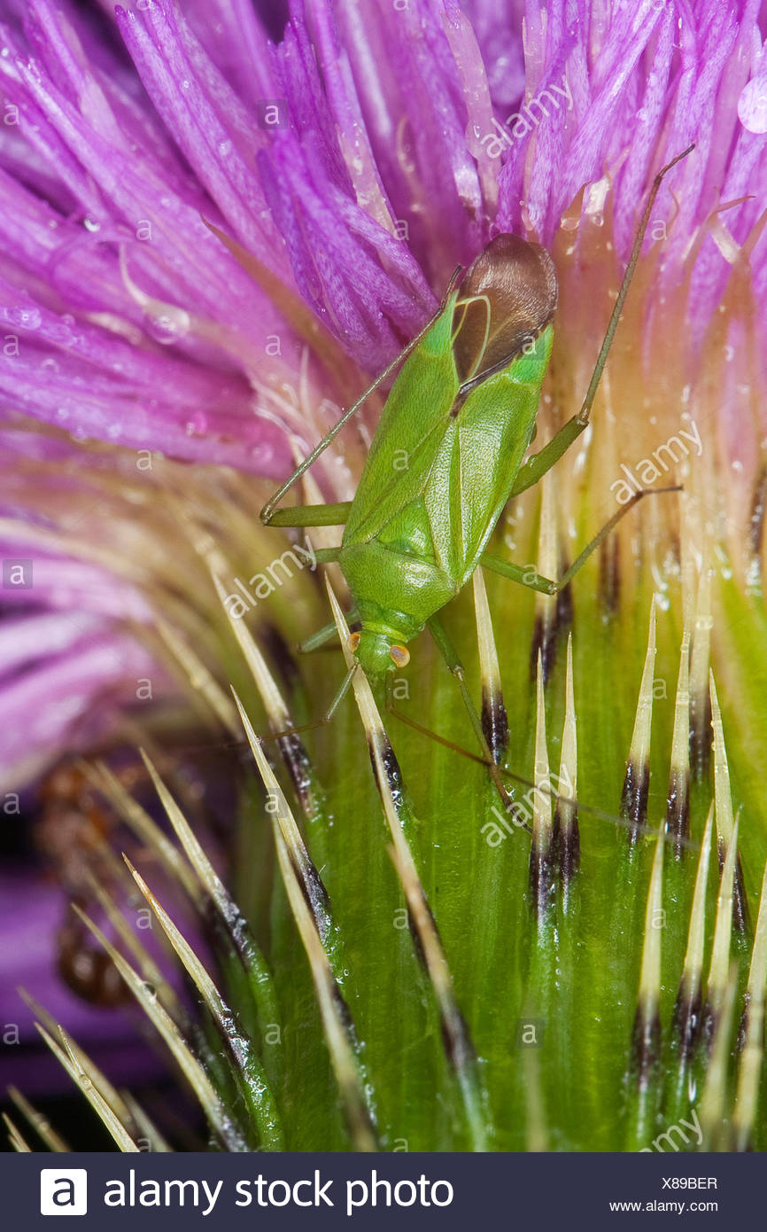 Capsid Bugs High Resolution Stock Photography and Images - Alamy