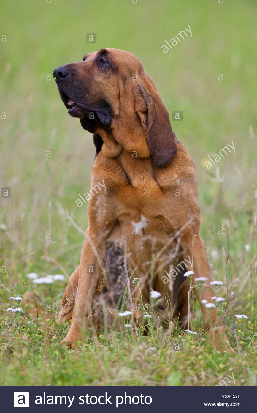Bloodhound Dog High Resolution Stock Photography and Images - Alamy