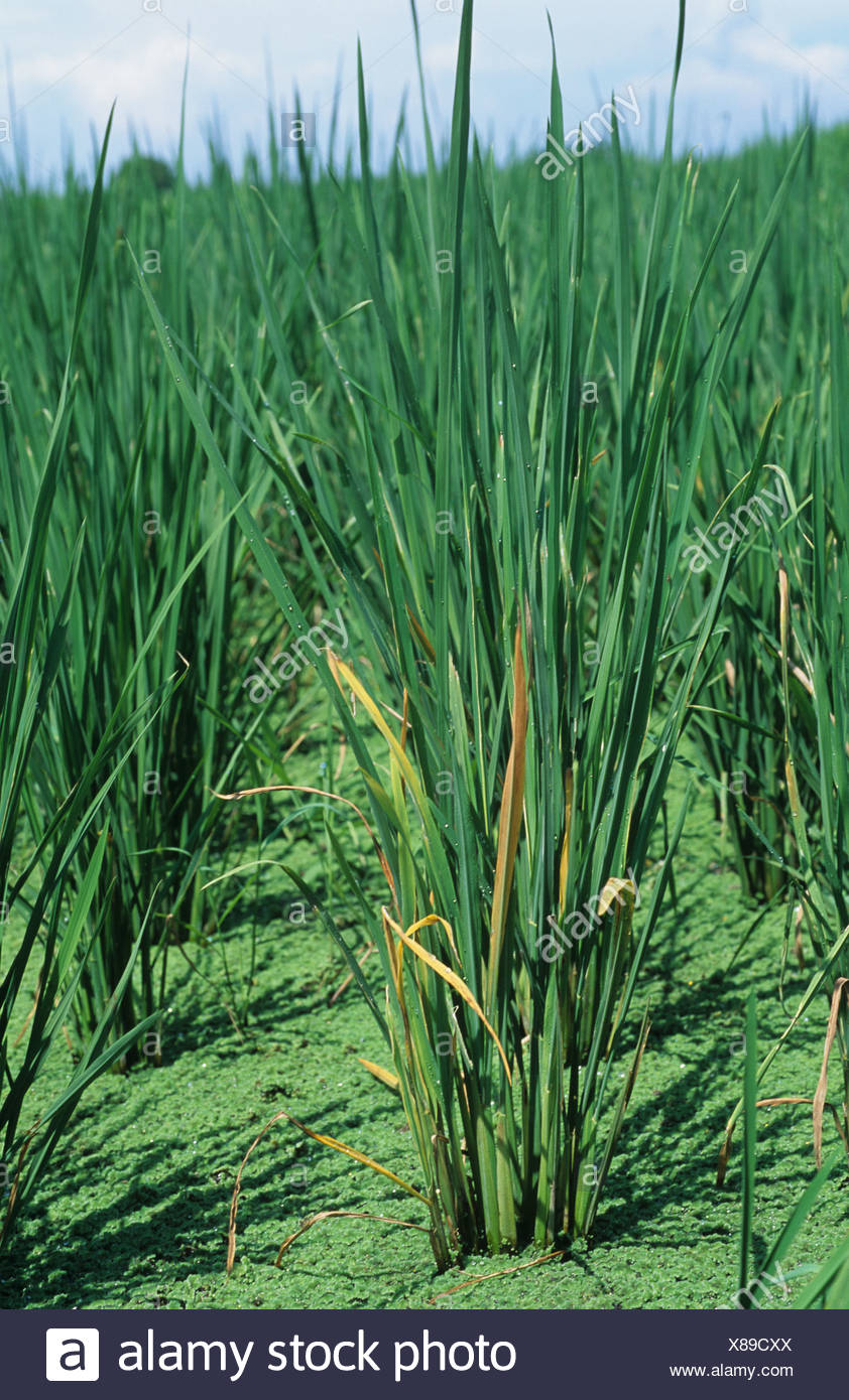 Leafhopper Damage Leaf Stock Photos & Leafhopper Damage Leaf Stock ...