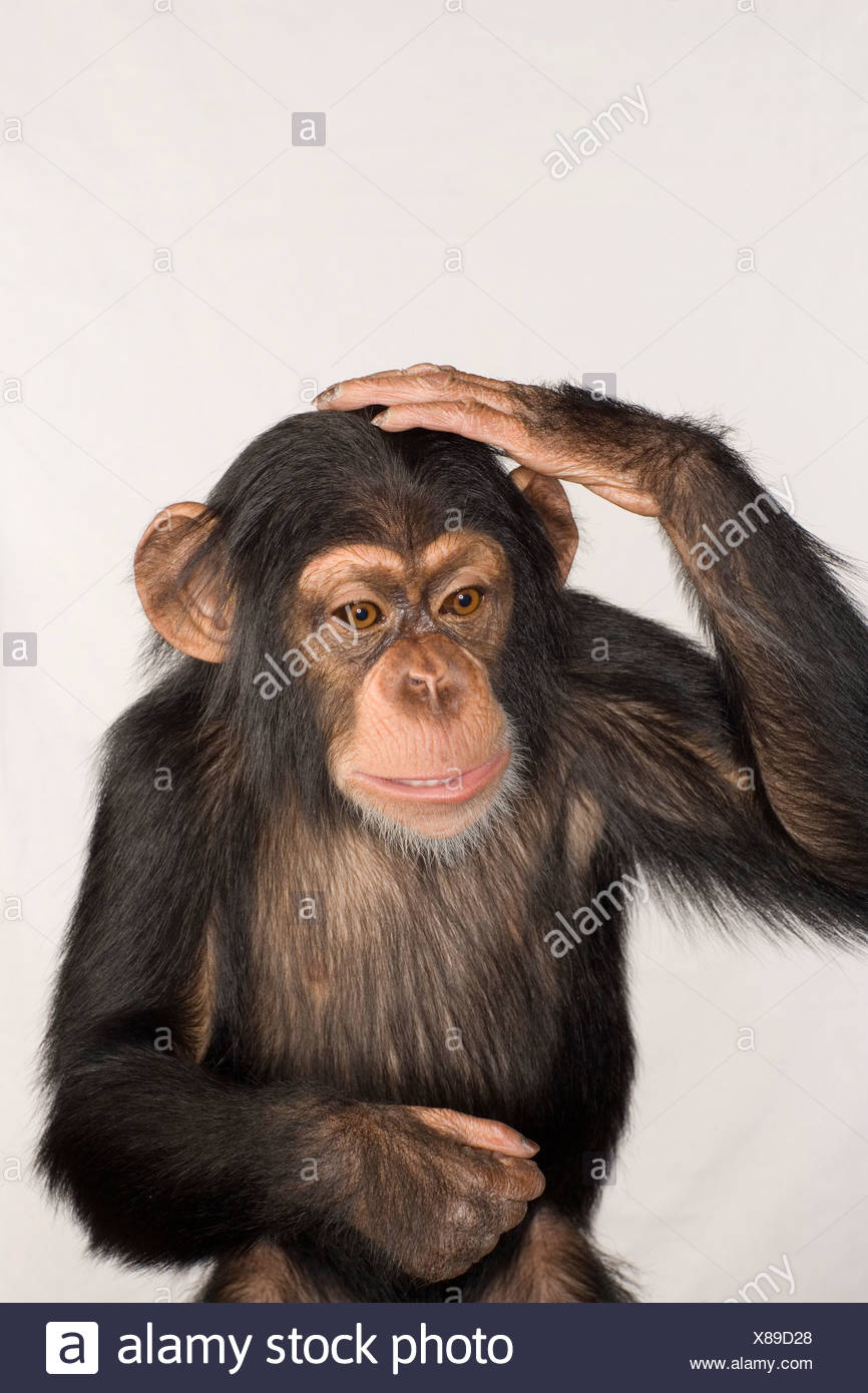 Monkey Scratching Face Stock Photos & Monkey Scratching Face Stock ...