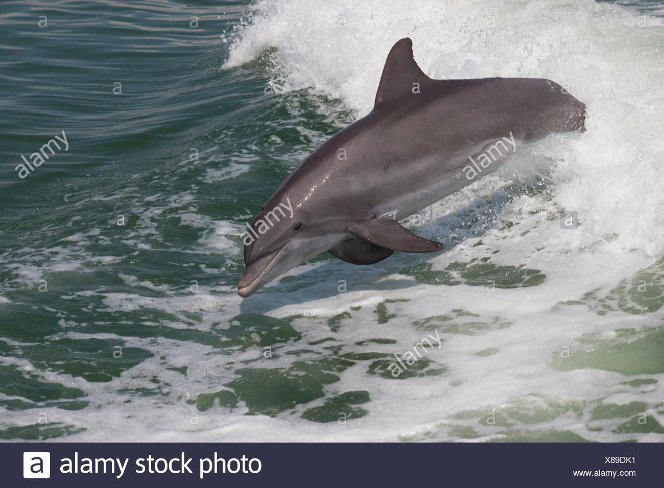 Atlantic Bottlenose Dolphin Florida High Resolution Stock Photography and Images - Alamy