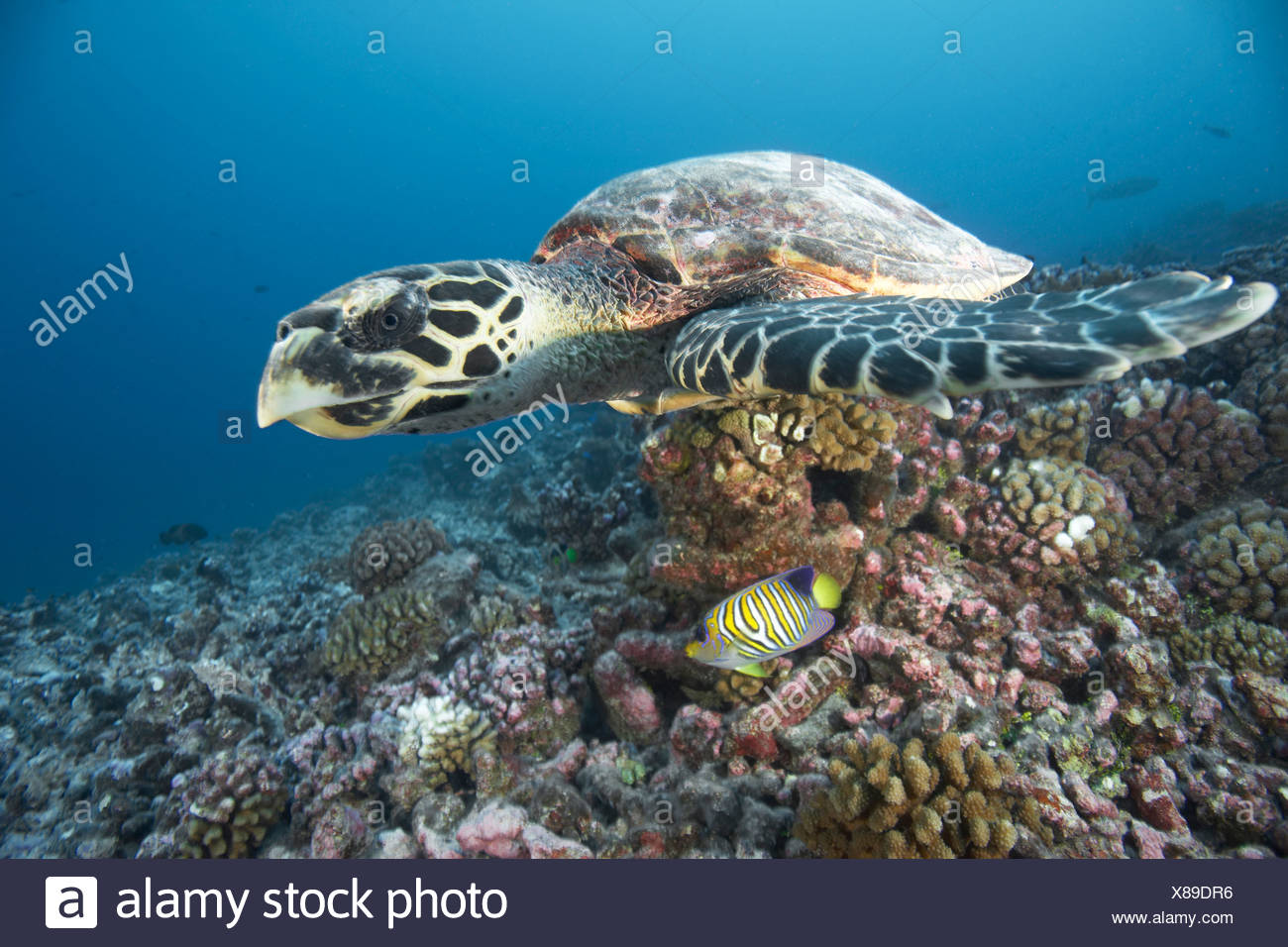 Turtle Swimming High Resolution Stock Photography and Images - Alamy