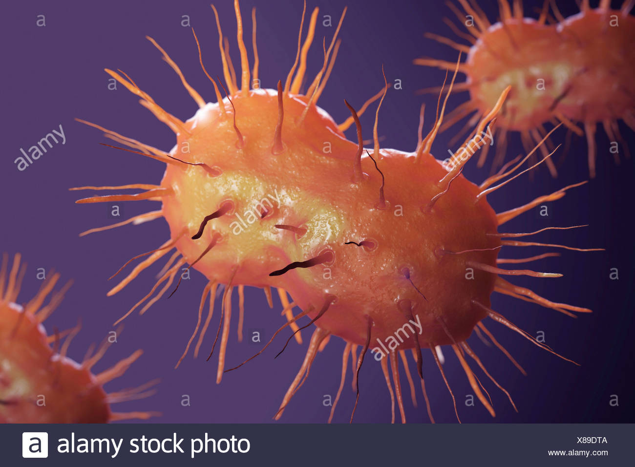 Gonorrhea Bacteria High Resolution Stock Photography and Images - Alamy