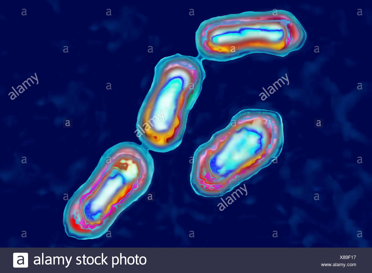 Yersinia Pestis Plague Stock Photos & Yersinia Pestis Plague Stock ...