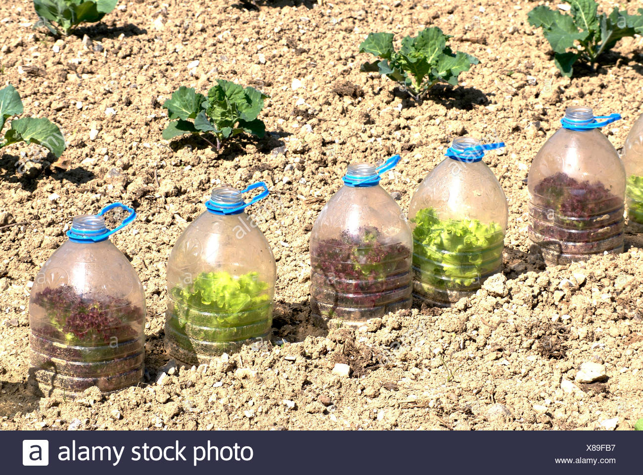 Protecting Garden Vegetables High Resolution Stock Photography and ...