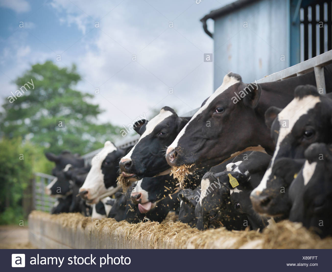 Friesian Cow High Resolution Stock Photography and Images - Alamy