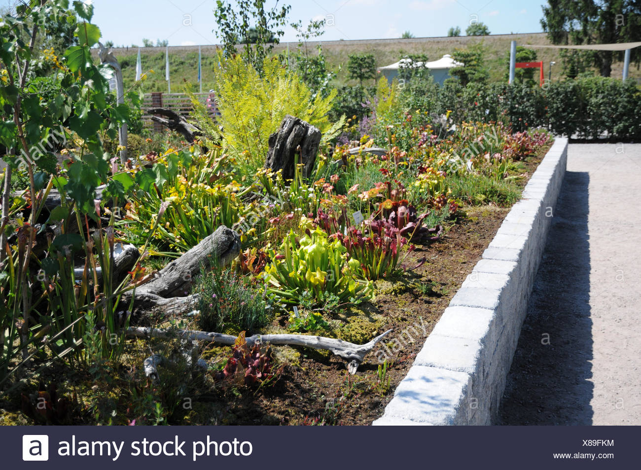 Bog Garden Plants High Resolution Stock Photography and Images - Alamy