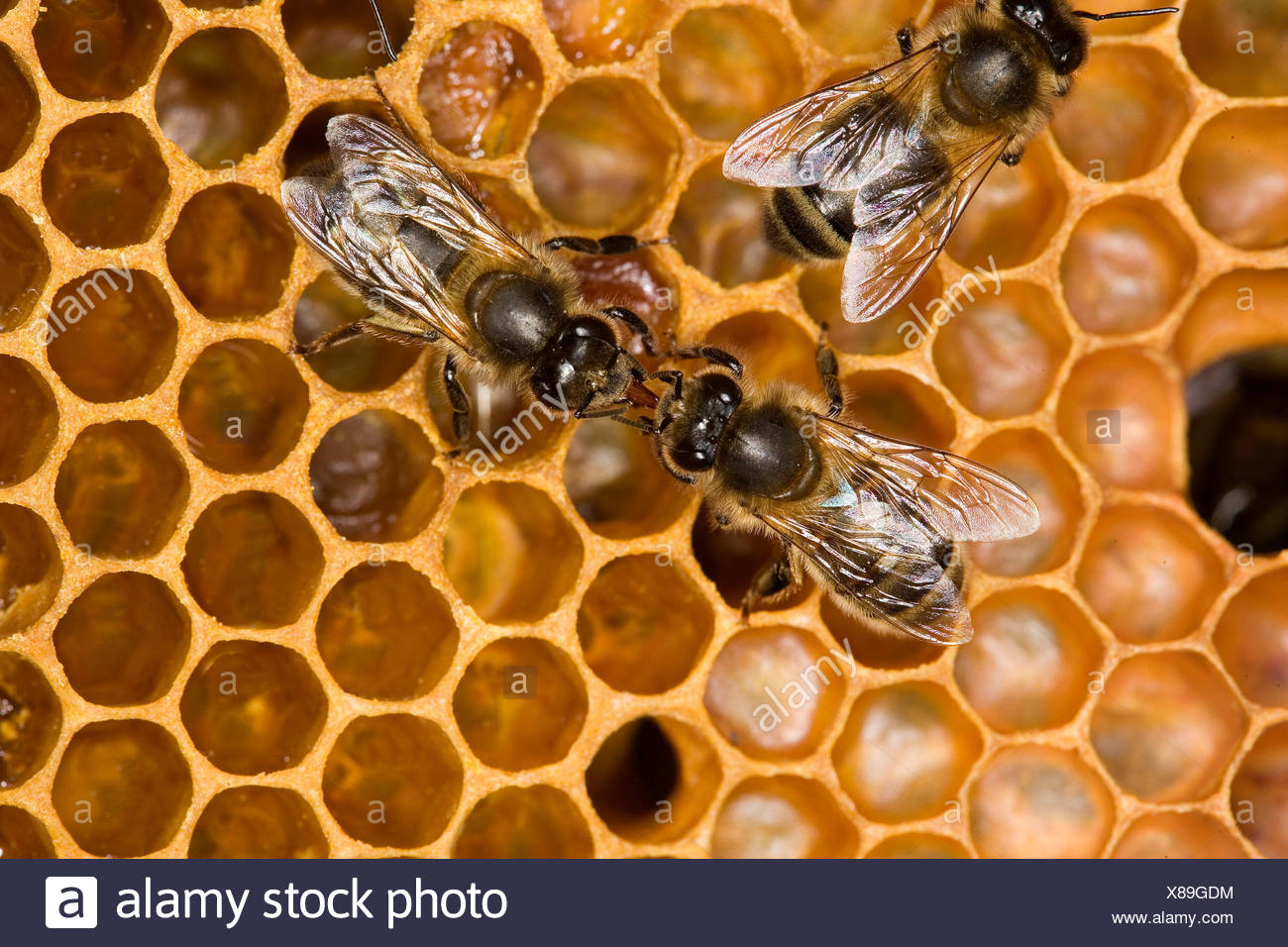 Honeybee Larvae High Resolution Stock Photography and Images - Alamy