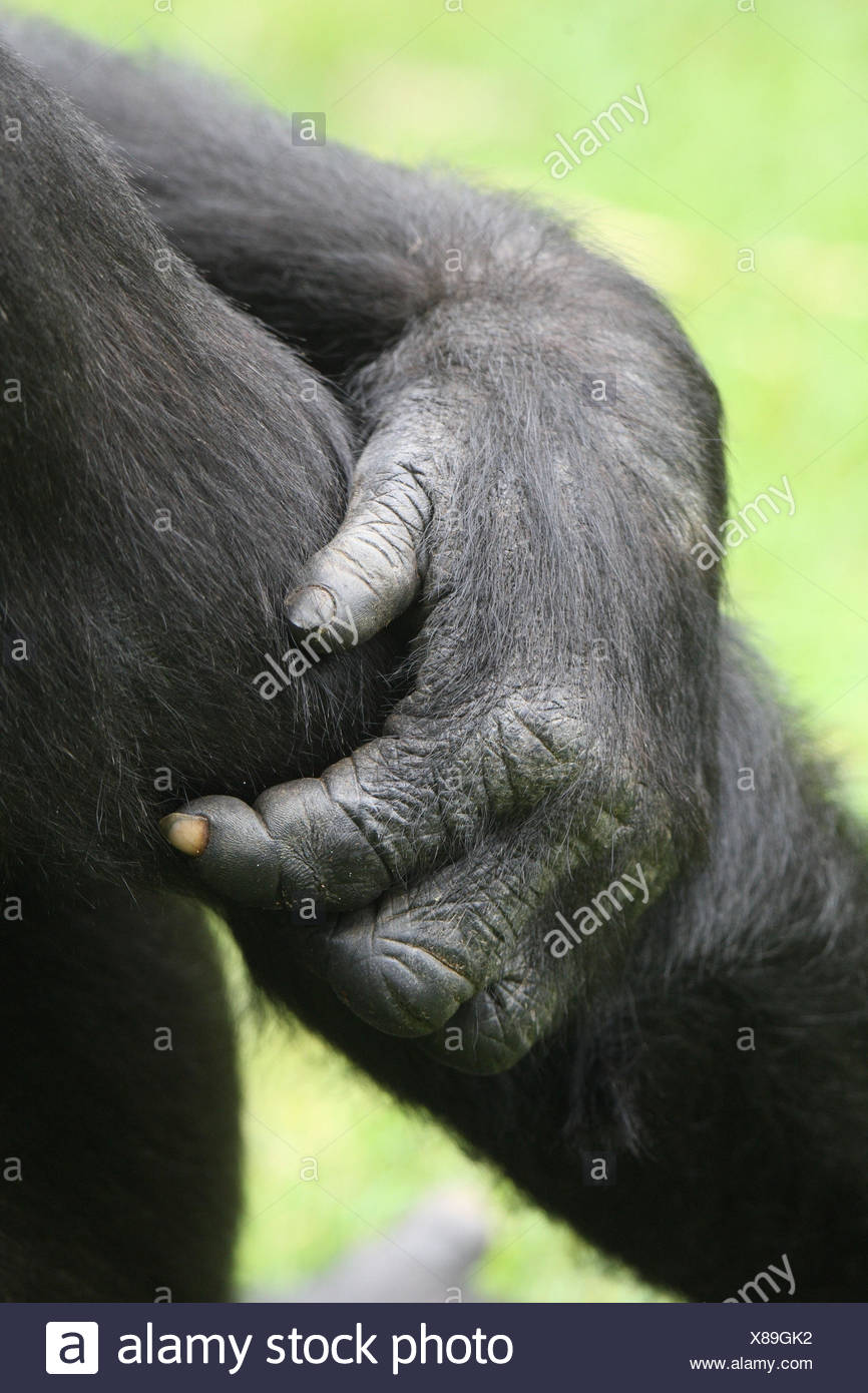 Gorilla Hand High Resolution Stock Photography and Images - Alamy