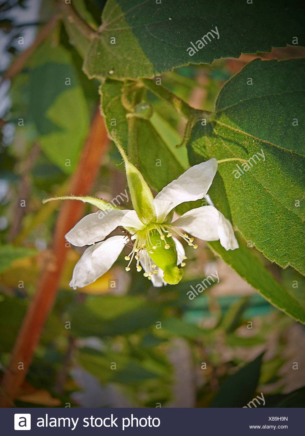 Panama Cherry High Resolution Stock Photography and Images - Alamy