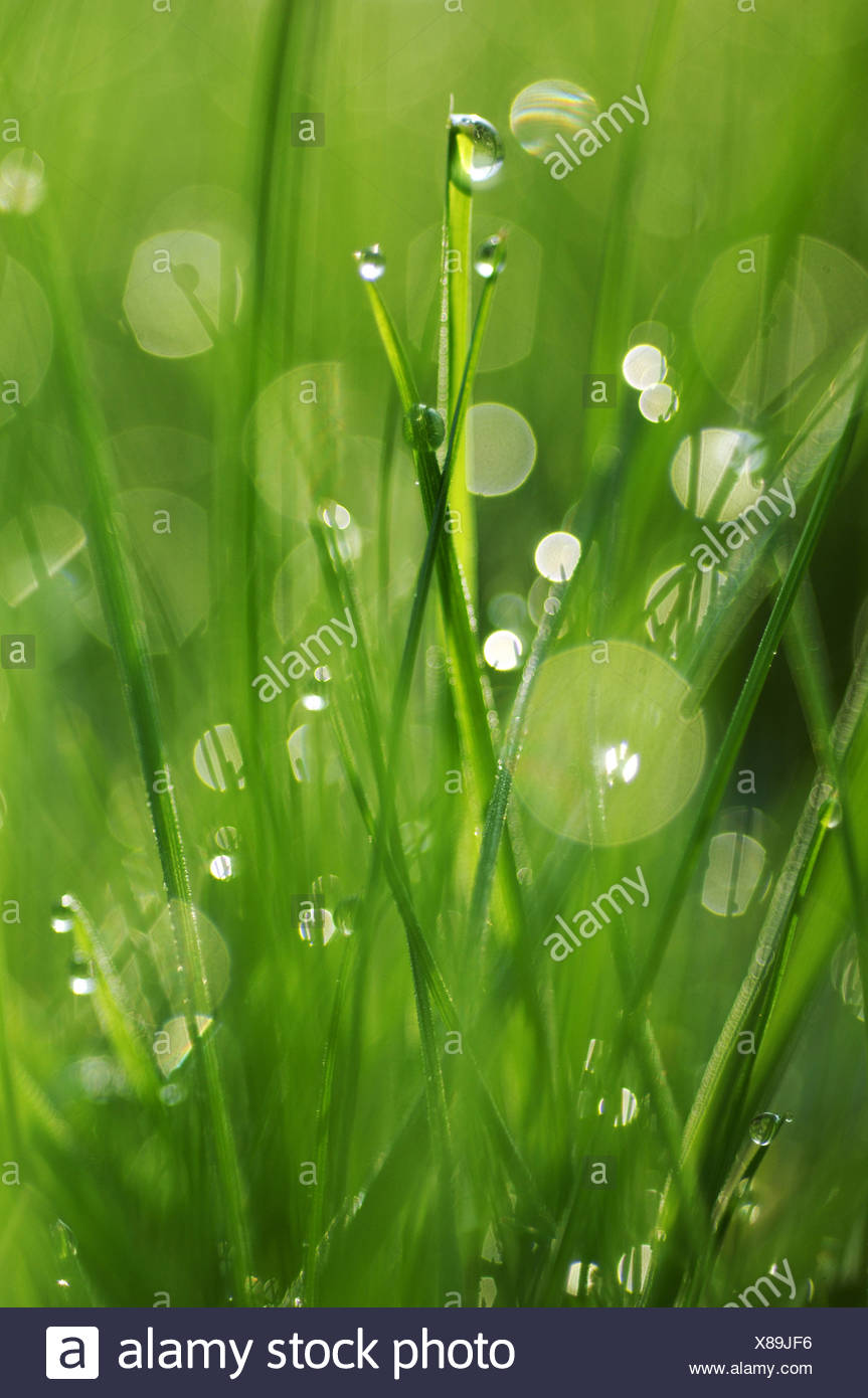 Glistering High Resolution Stock Photography and Images - Alamy