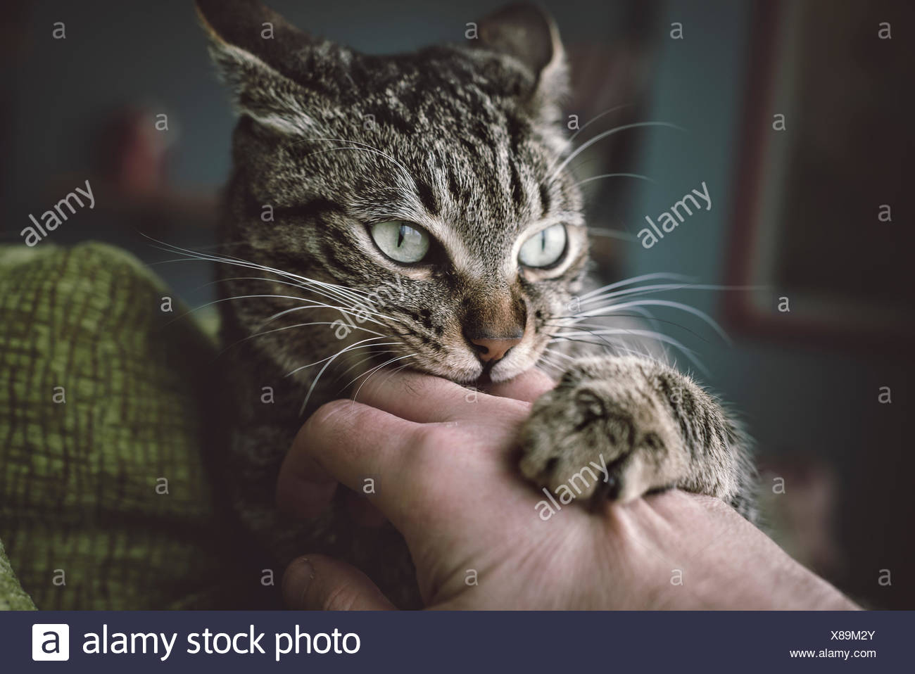 Biting Her Foot Stock Photos & Biting Her Foot Stock Images - Alamy