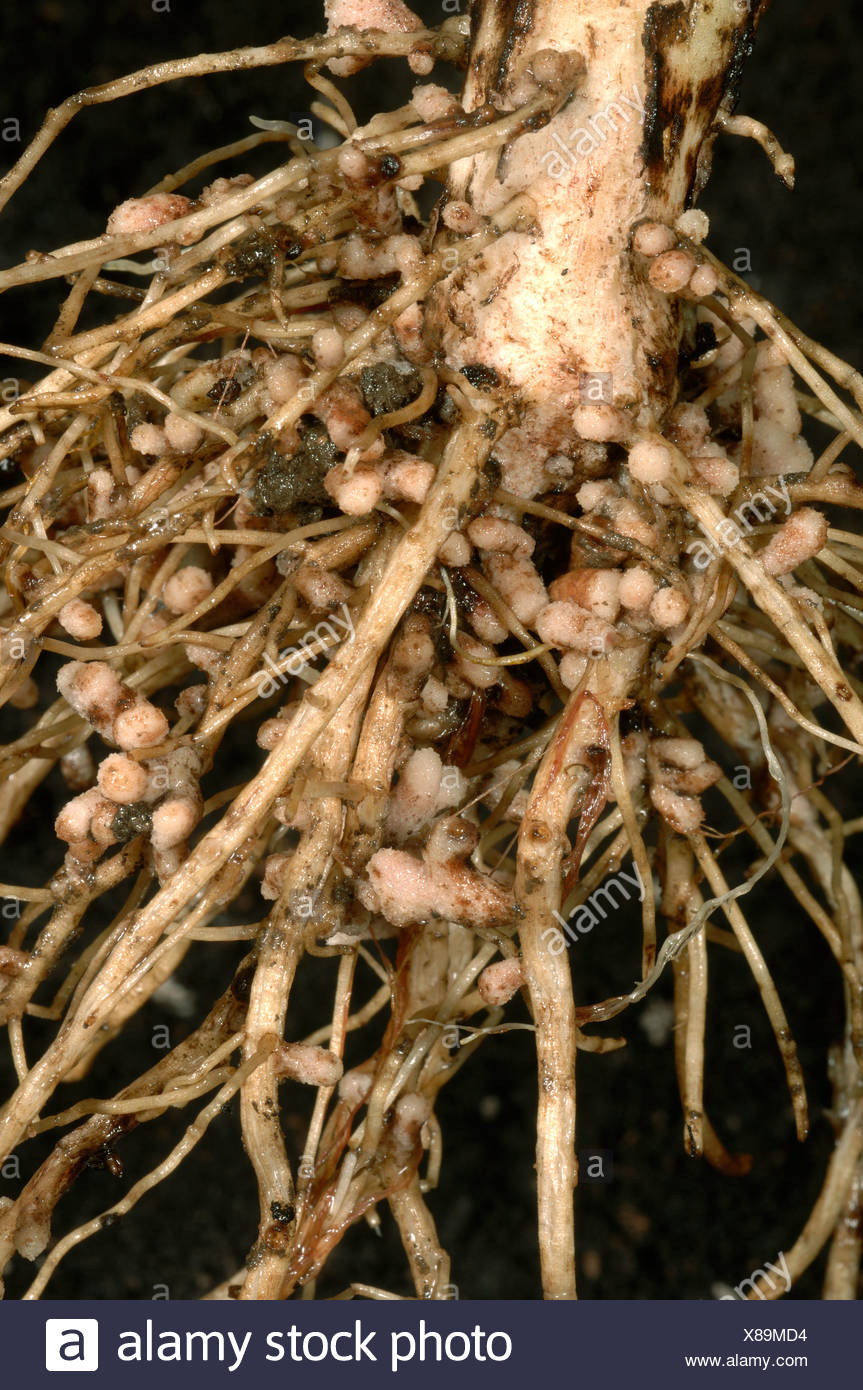 Rhizobium Root Nodules