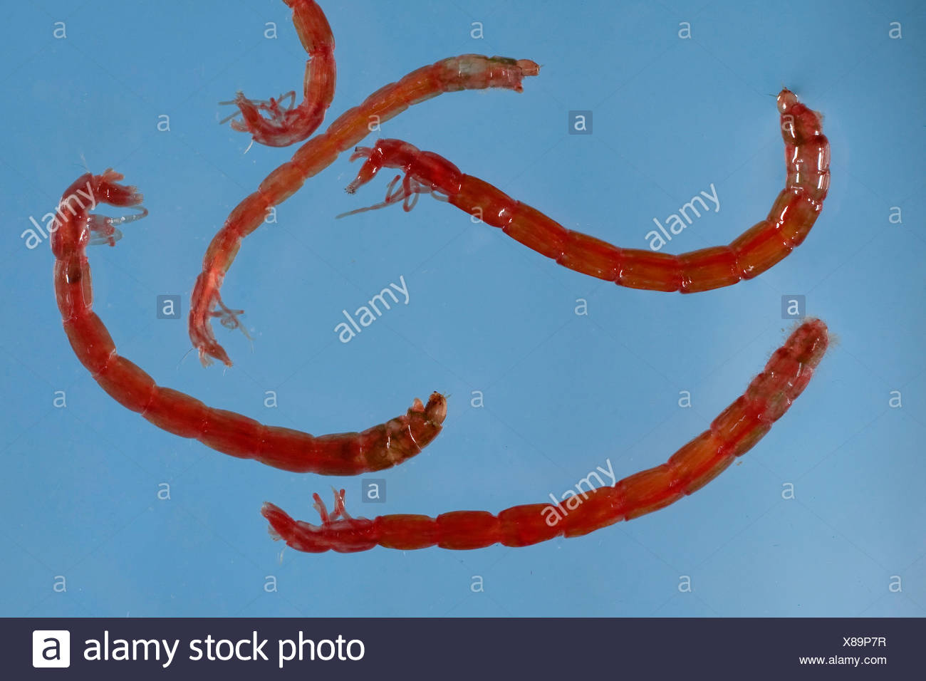 Chironomus High Resolution Stock Photography and Images - Alamy